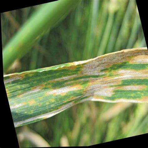 Disease Detection Object Detection Model By Sgs2