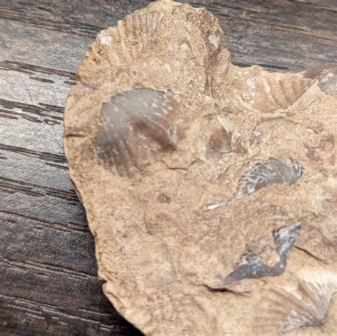 I Believe These Are Brachiopod Fossils R Fossilhunting