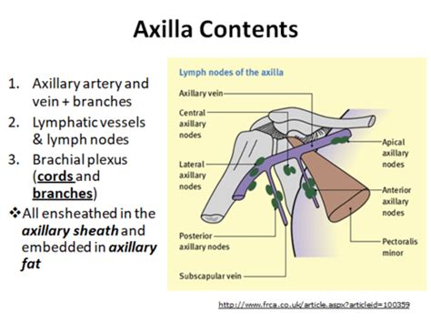 Axilla And Brachial Plexus Flashcards Quizlet