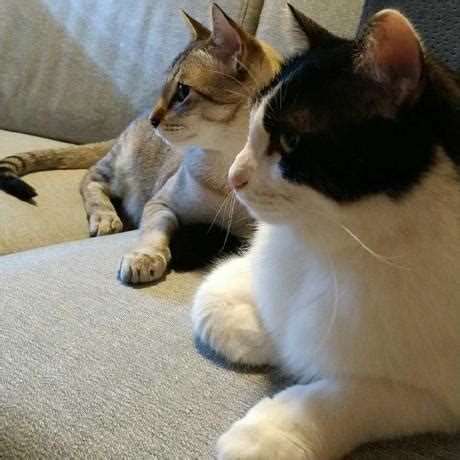 Nomagick Qwen 14b Chat Run With An API On Replicate