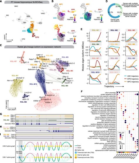 Hdwgcna Identifies Co Expression Networks In High Dimensional