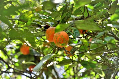 The Best Citrus Tree Fertilizer And When To Use It