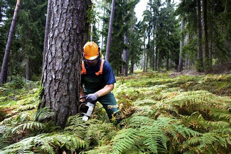 Safely Felling A Tree A Five Step Guide