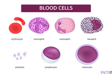 Neutrophils Eosinophils And Basophils Are Alike In That They