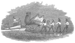 United States Camel Corps Wikipedia
