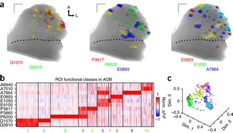 Glomerular Activity Patterns Identify Functional Vsn Classes A