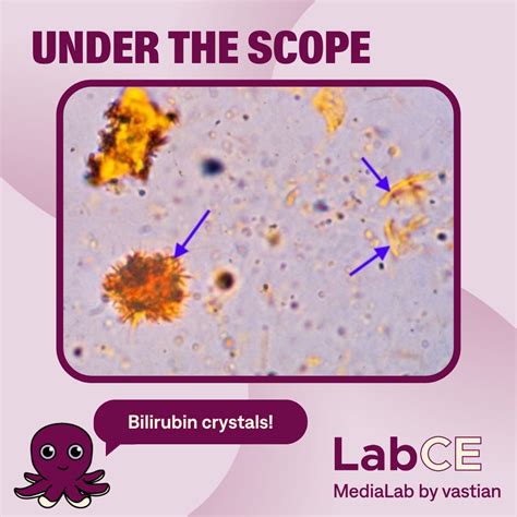 The Free Labce Quiz Game Is Loaded Labce By Medialab Facebook