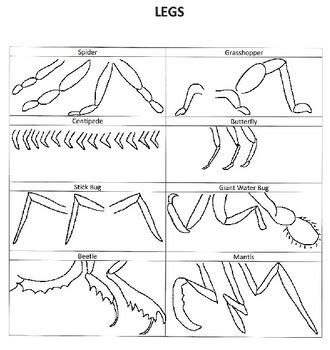 Build A Bug By Library Freebies TPT