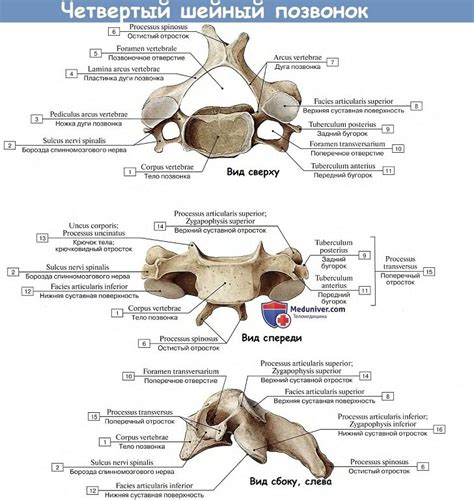 Шейные позвонки Vertebrae Cervicales Анатомия