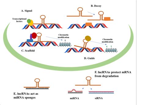 Figure 1 Roles Of Long Noncoding Rnas Lncrnas