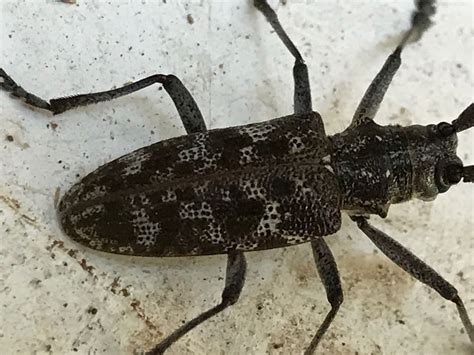 Monochamus Scutellatusspotted Pine Sawyer Img8326 1 Trouts Notes