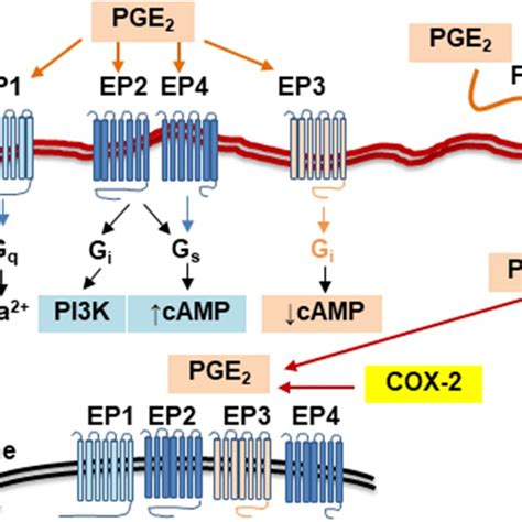 Signaling In Response To Pge2 Biosynthesis High Throughput Download Scientific Diagram