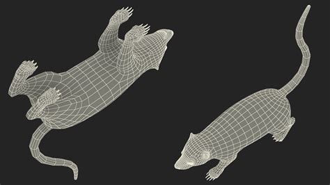 Skunk Fur 3d Model 149 Max Free3d