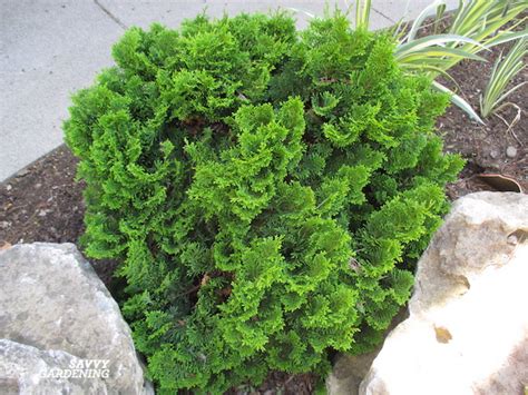 Dwarf Hinoki Cypress A Compact Evergreen For Year Round Beauty