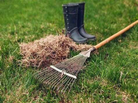 Lawn Moss How To Remove Moss And Keep It From Growing Back