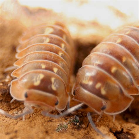 All Isopods Holy Poly Isopods