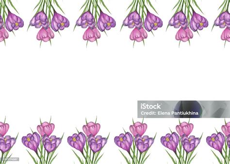 흰색 배경에 녹색 잔디에 보라색 라일락 악어 원활한 꽃 테두리 배너 봄 꽃 텍스트에 대한 여유 공간입니다 수채화 일러스트레이션 엽서 초대장 포장용 0명에 대한 스톡 벡터