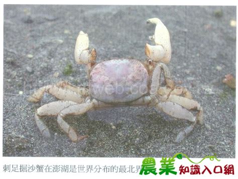 甲殼類動物的棲息分布與特性 甲殼類主題館 農業知識入口網