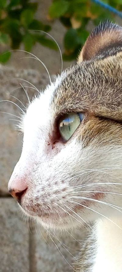 🐱کیوت ترین عکس گربه ای که دیدین🐱 تستچی