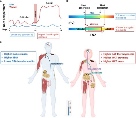 Frontiers Sex Differences In Thermoregulation In Mammals Implications For Energy Homeostasis