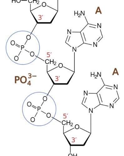 Chapter 7 Genomes And Chromosomes Flashcards Quizlet