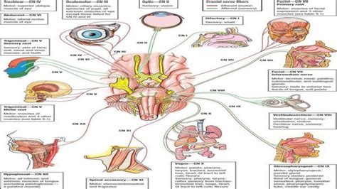 Practical Guide To Red Cell Osmometry Viral Youtube Mindmaps Vital Signs Company Limited