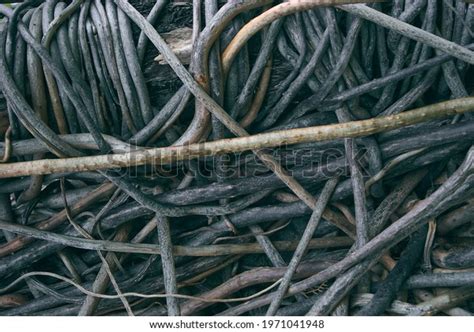 Interconnected Root System Photos And Images And Pictures Shutterstock