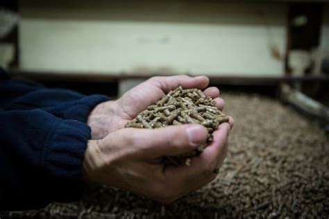 Feed Pathogen Control Using Organic Acids And Intervention Programmes All About Feed