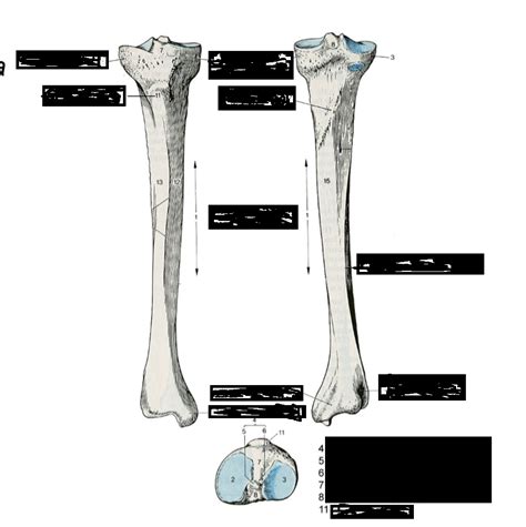 Tibia Diagram Quizlet