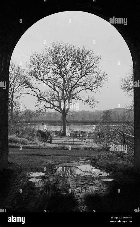 Tree In Floods Stock Photo Alamy