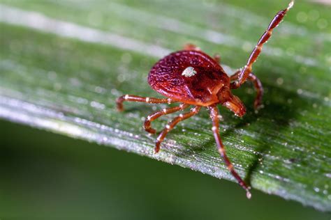 Meet The Lone Star Tick Its Giving Texans A Red Meat Allergy