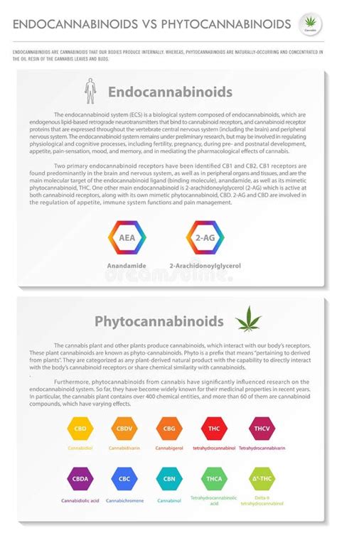 Endocannabinoids Vs Phytocannabinoids Vertical Business Infographic Stock Vector Illustration