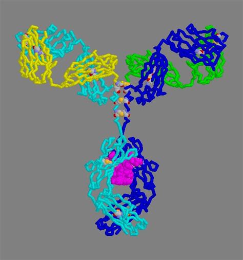 Human Igg Subclasses