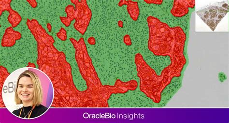 Confirming Ai Decisions Utilising Indica Labs Halo V3 5 Validation To Strengthen Oraclebios