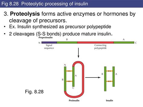Ppt 8 Protein Synthesis Processing And Regulation Powerpoint