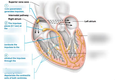 Components Of Cardiac Conduction System At Karen Chase Blog