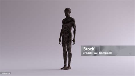 블랙 아이언 에코 체 근육 및 골격 시스템 해부학 모델 3 분기 프론트 좌측 보기 건강관리와 의술에 대한 스톡 사진 및 기타