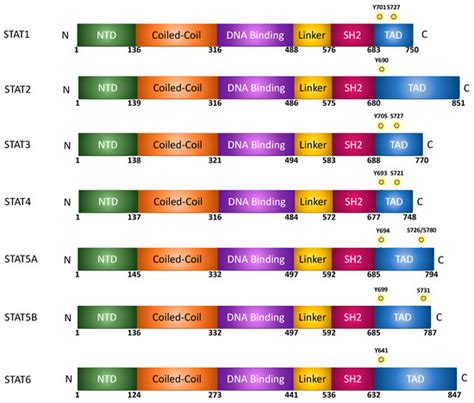 Stat Activation And Signaling Encyclopedia Mdpi