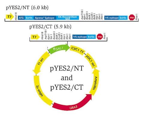 Pyes2ct Yeast Expression Vector