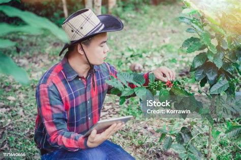 디지털 태블릿을 사용 하 여 커피 필드 농장에서 잘 익은 커피 콩을 검사 하는 젊은 아시아 현대 농부 농업 성장 활동 개념의 최신 기술 응용 프로그램 농부에 대한 스톡 사진