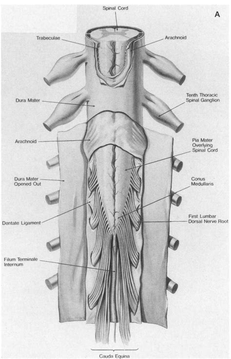 Tive Tissue Lymphatics Arteries A Rich Venous Plexus °