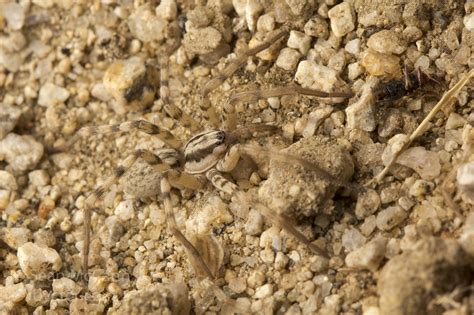 Spider Diversity Spiderbytes