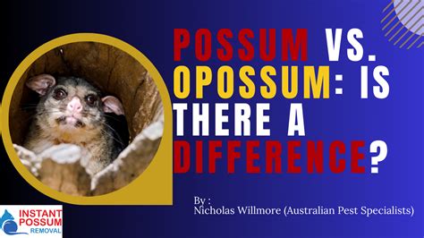 Possum Vs Opossum Understanding The Key Differences