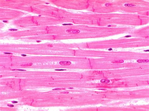 Cardiac Muscle Histology