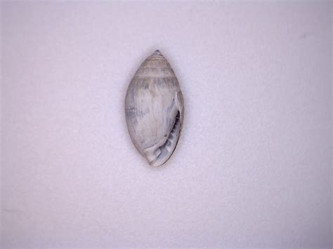 Another Useful Gadget For Microphotography General Fossil Discussion The Fossil Forum