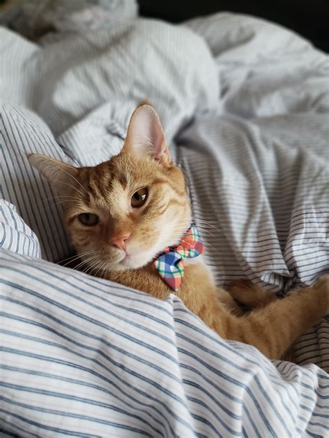 Dapper Lil Napper Tuckedinkitties