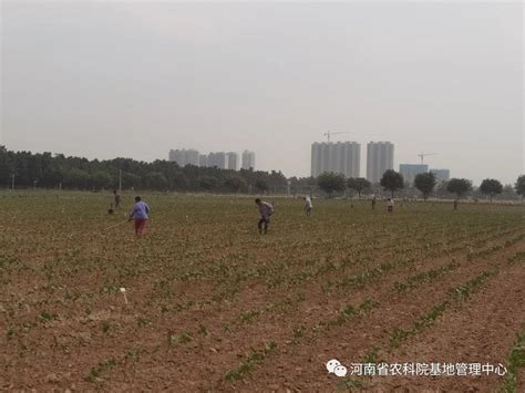 2021“三夏”工作快报（第九期） 河南现代农业研究开发基地