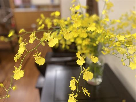 Oncidium Dancing Orchid Lucky Free Photo On Pixabay Pixabay