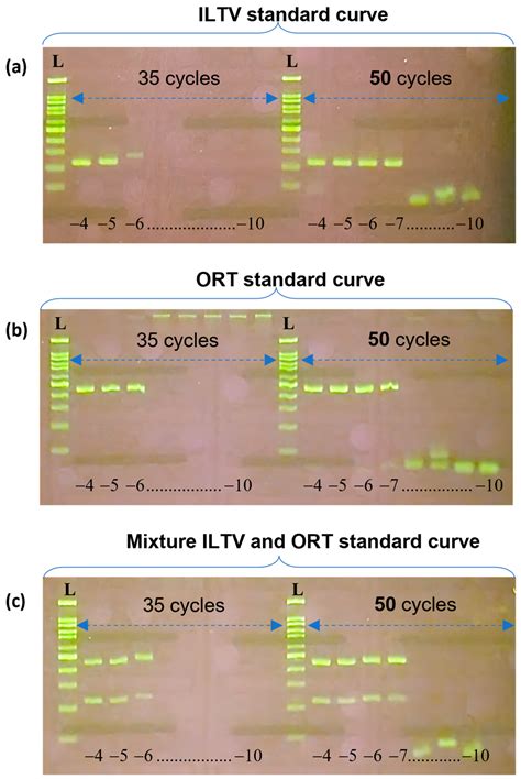 A Multiplex Pcr Method For Simultaneous Detection Of Infectious Laryngotracheitis Virus And