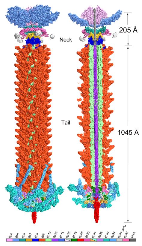 中国科大噬藻体与蓝藻互作机制研究取得新进展 中国科大新闻网